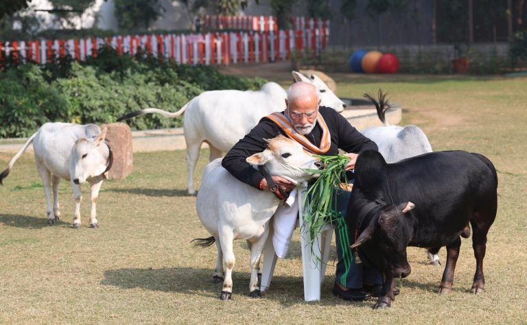 Punganur Cow: Know about Breed, Cost and Milk Yield of Mini Cow
