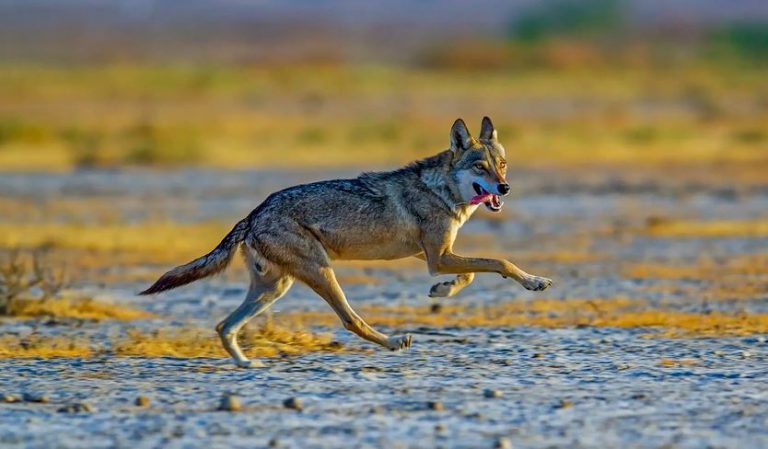 Indian Grey Wolf sighted in Chambal after Two Decades - Civilsdaily