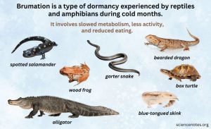 Understanding Brumation in Reptiles - Civilsdaily