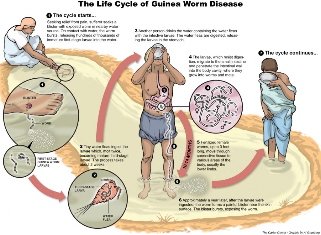 Eradication of Guinea Worm Disease - Civilsdaily