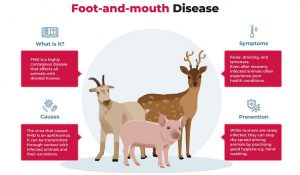 Foot and Mouth Diseases in Cattles - Civilsdaily