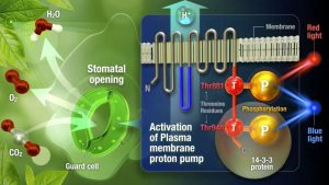 Discovery of Amino Acid unveils How Light makes Stomata Open in Plants ...