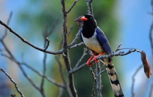 Species in news: Himalayan Magpies - Civilsdaily