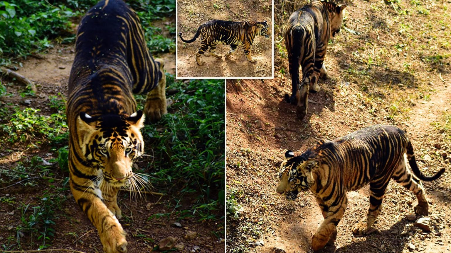 Similipal Tiger Reserve - Civilsdaily
