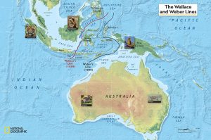 What is Wallace Line? - Civilsdaily