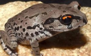 New frog species ‘Leptobrachium aryatium’ discovered in Assam - Civilsdaily
