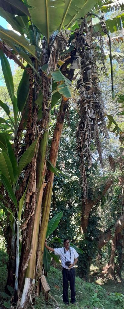 World’s Longest Banana Infructescence Found in Andaman - Civilsdaily