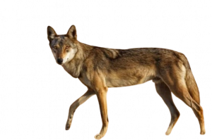 Species in news: Indian Grey Wolf - Civilsdaily