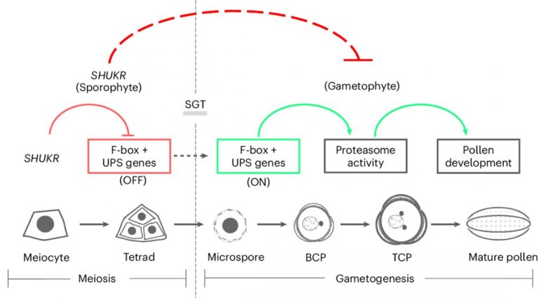 SHUKR Gene in Flowering Plants - Civilsdaily