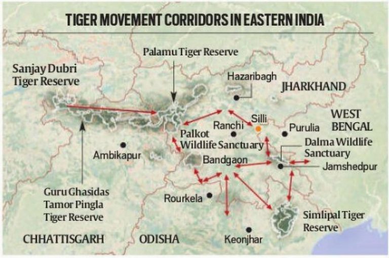 Why Tigers keep migrating? - Civilsdaily