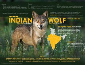 Indian wolf (Canis lupus pallipes) to be classified as new species by ...