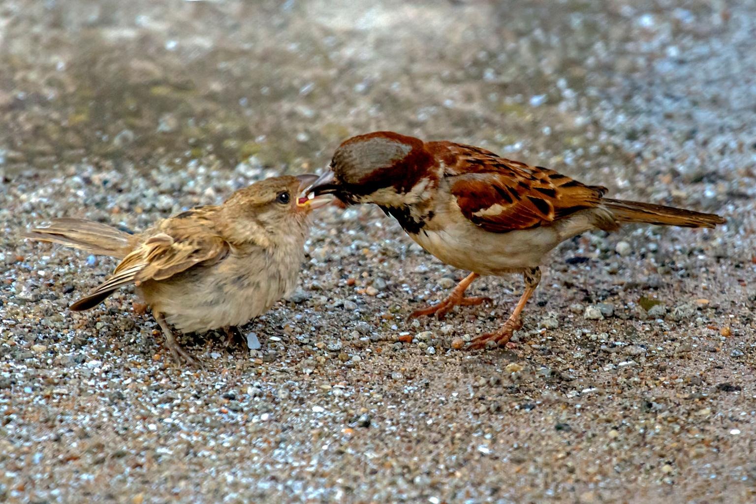 World Sparrow Day 2026: ‘Chidi’ in Sikh Tradition - Civilsdaily