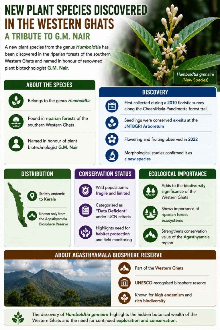 New Evergreen Tree Species Discovered in Kerala - Civilsdaily